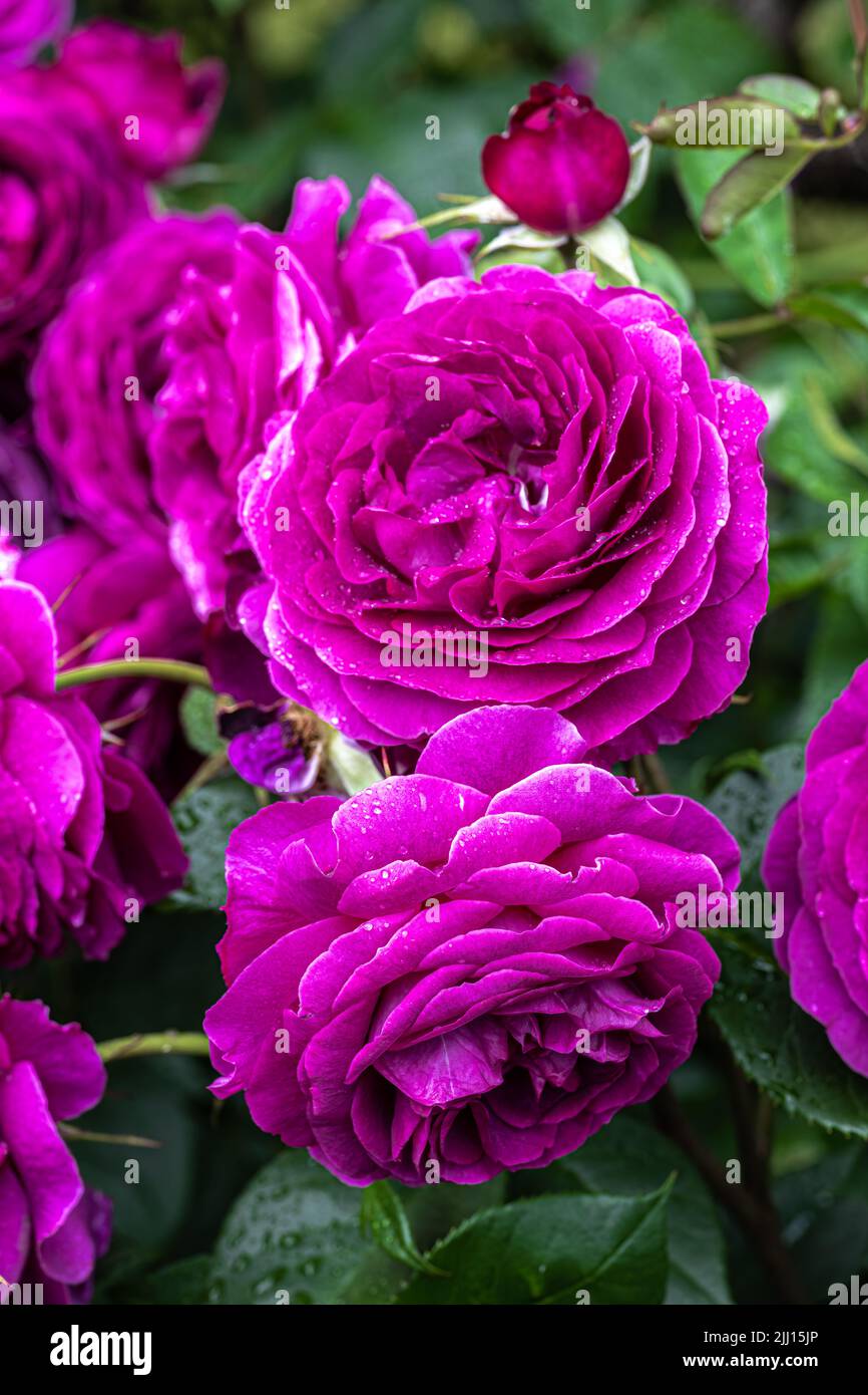 Flowers of 'Celestial Night' Floribunda Rose Stock Photo - Alamy