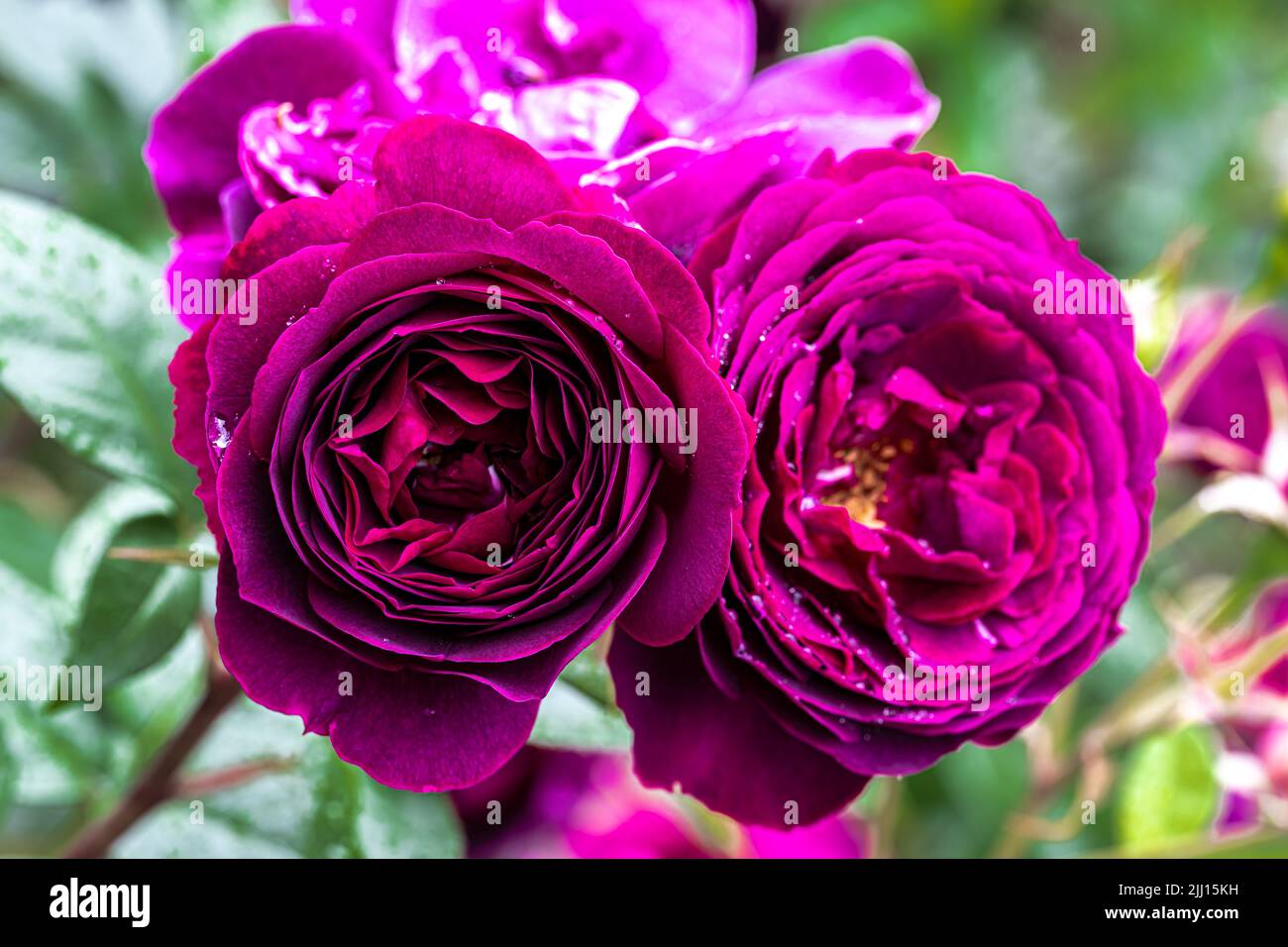 Flowers of 'Celestial Night' Floribunda Rose Stock Photo - Alamy