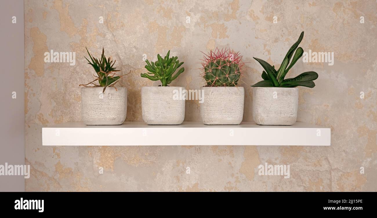 Four pots with cactus and other plants, yellow background Stock Photo ...