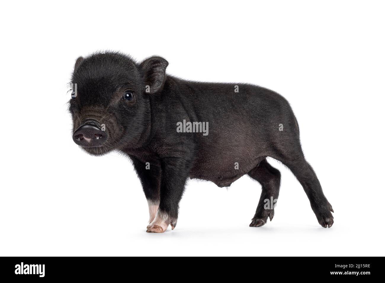 Cute 2 days old black mini potbellied pig piglet, standing side ways ...
