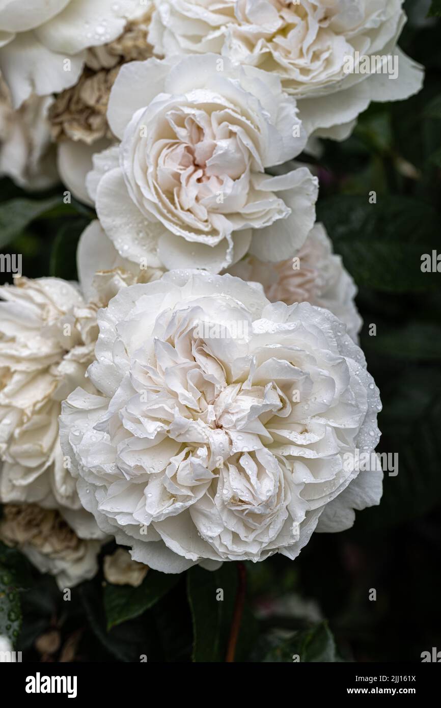 Flowers of Hybrid Tea Rose 'Bolero' Stock Photo - Alamy