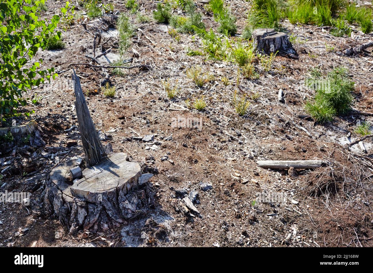 Tree stump in a bright forest. Tree stump after deforestation Stock ...