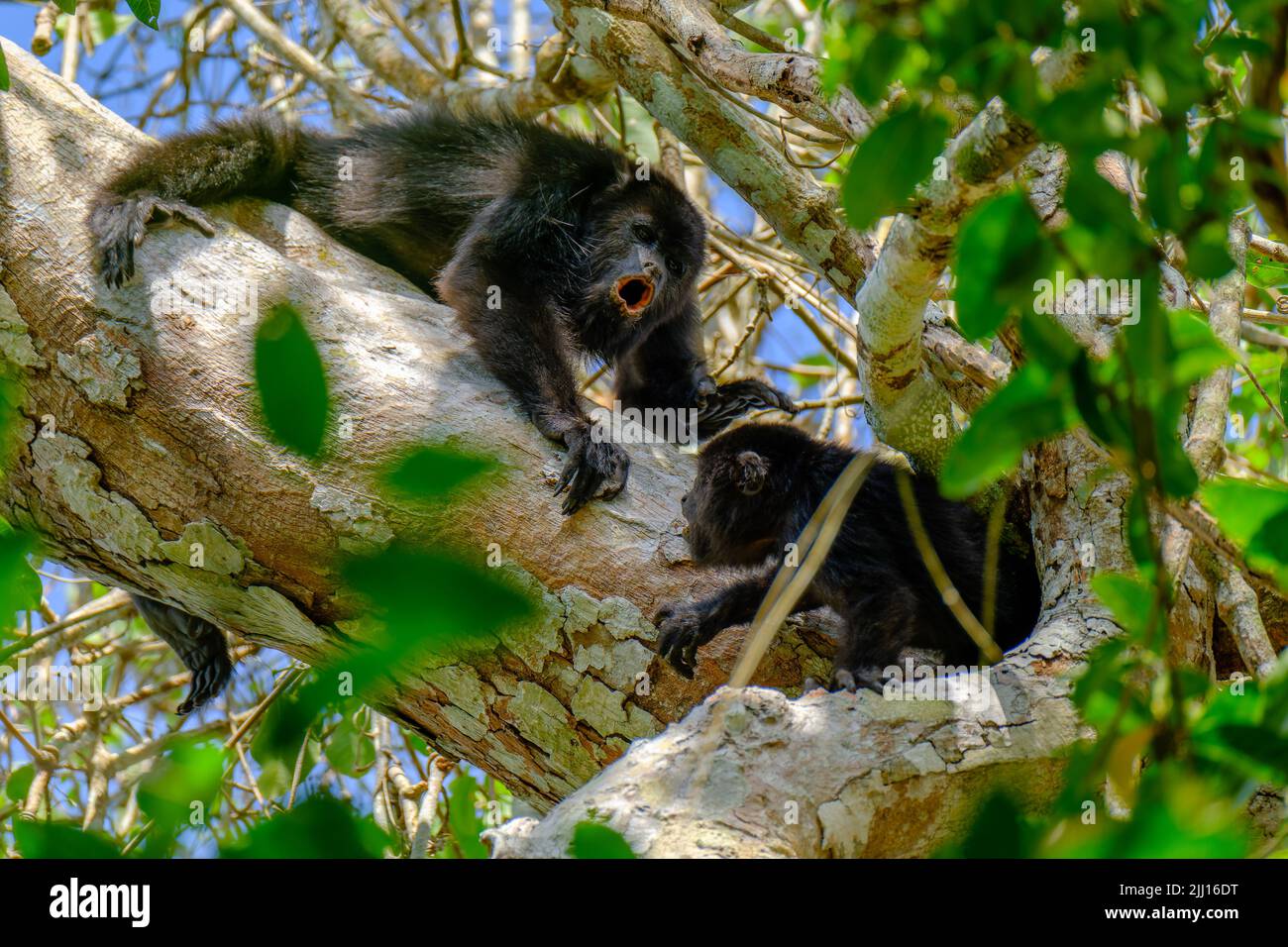 The black Howler monkeys on the tree Stock Photo - Alamy