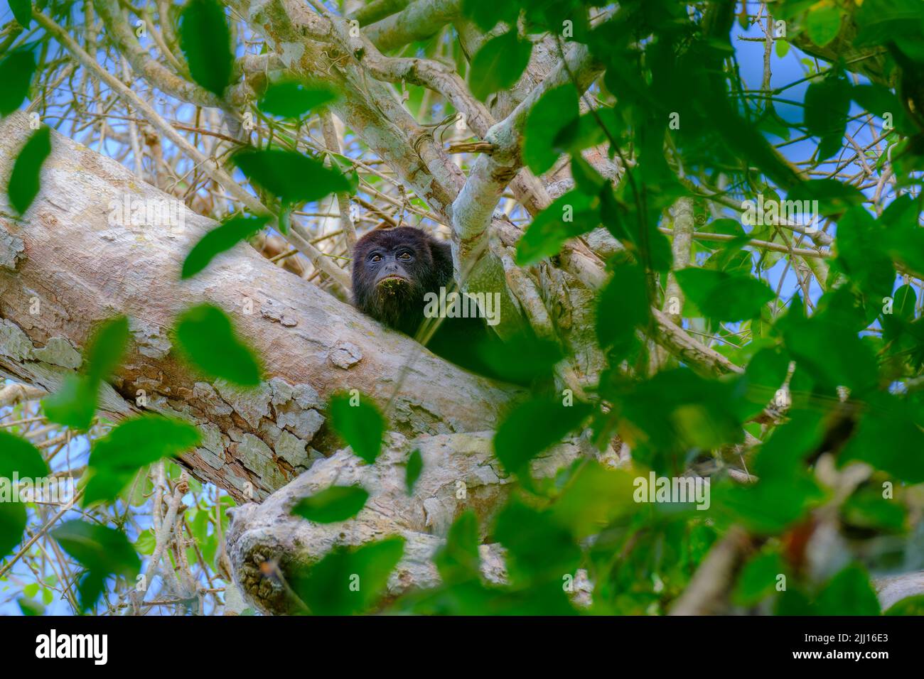 A black Howler monkey looking sad Stock Photo - Alamy