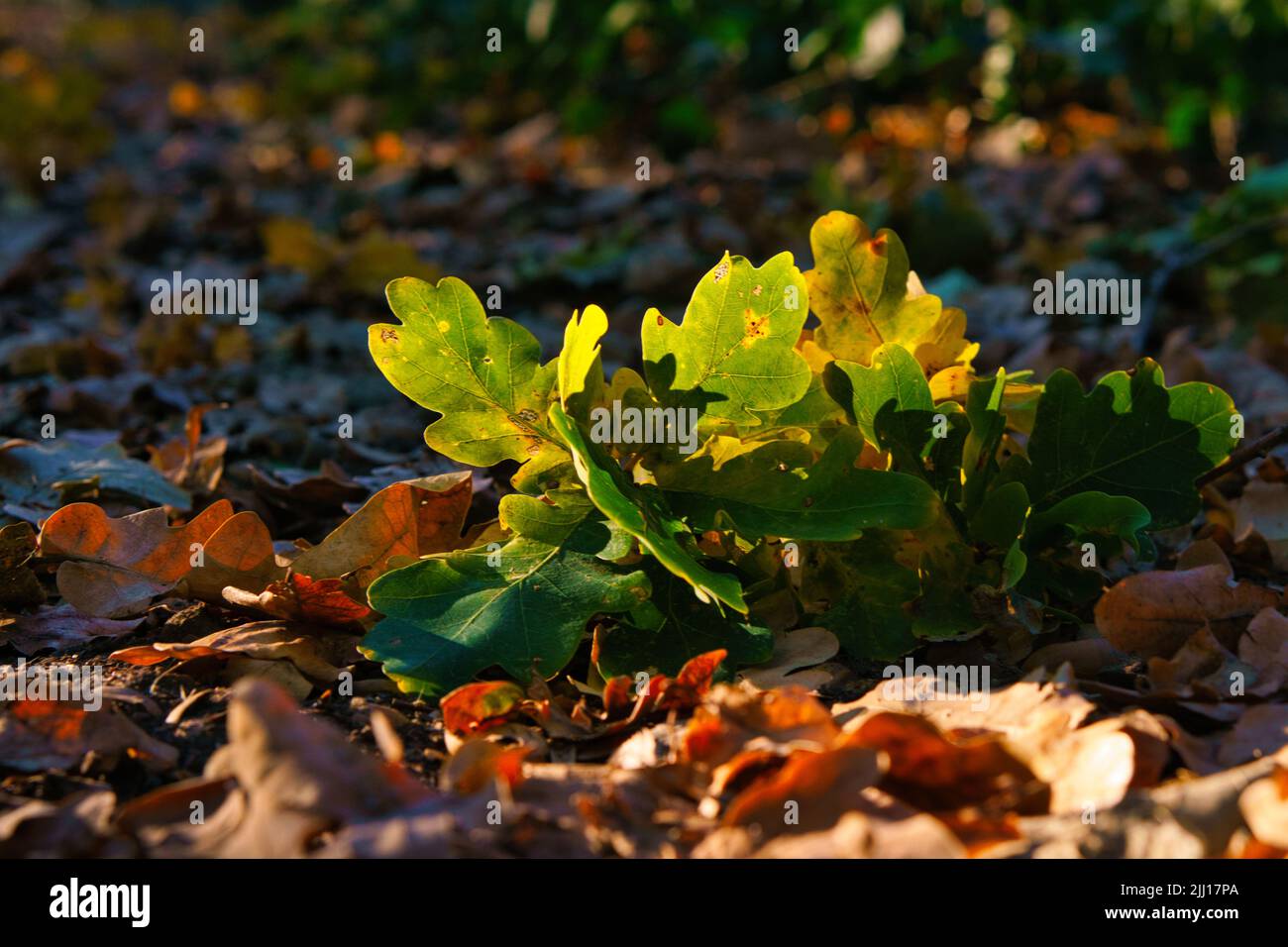 Light hitting tree hi-res stock photography and images - Alamy