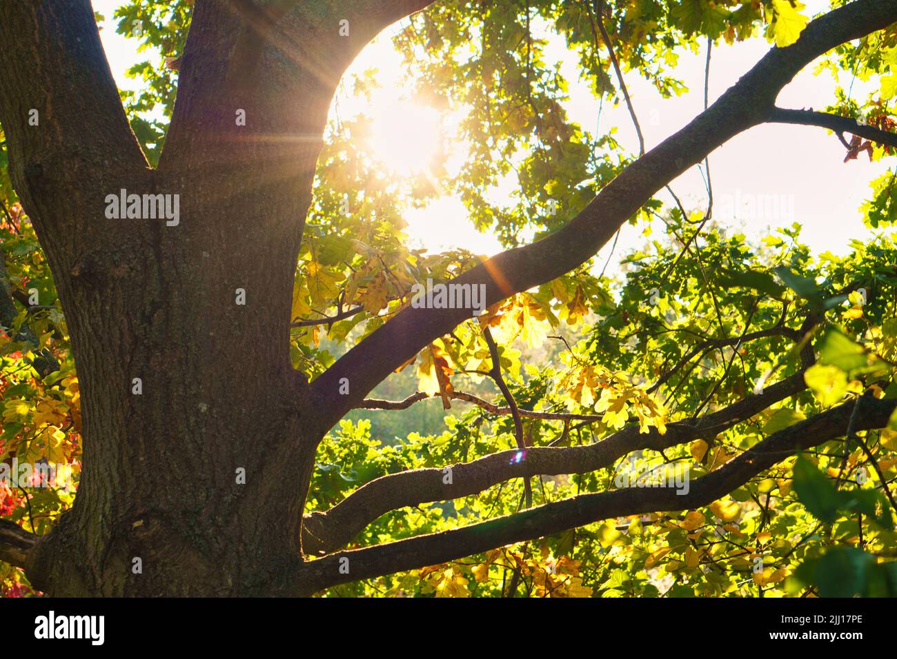 Sun rays in autumn shine through green foliage on tree. Trees in the ...