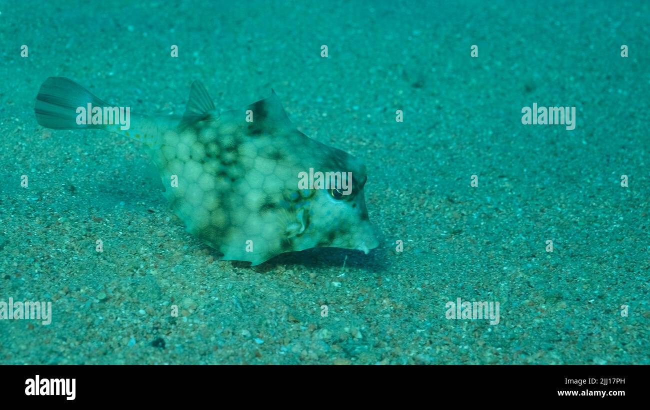 Close-up of Boxfish swims over sandy bottom. Thornback Boxfish or Camel ...