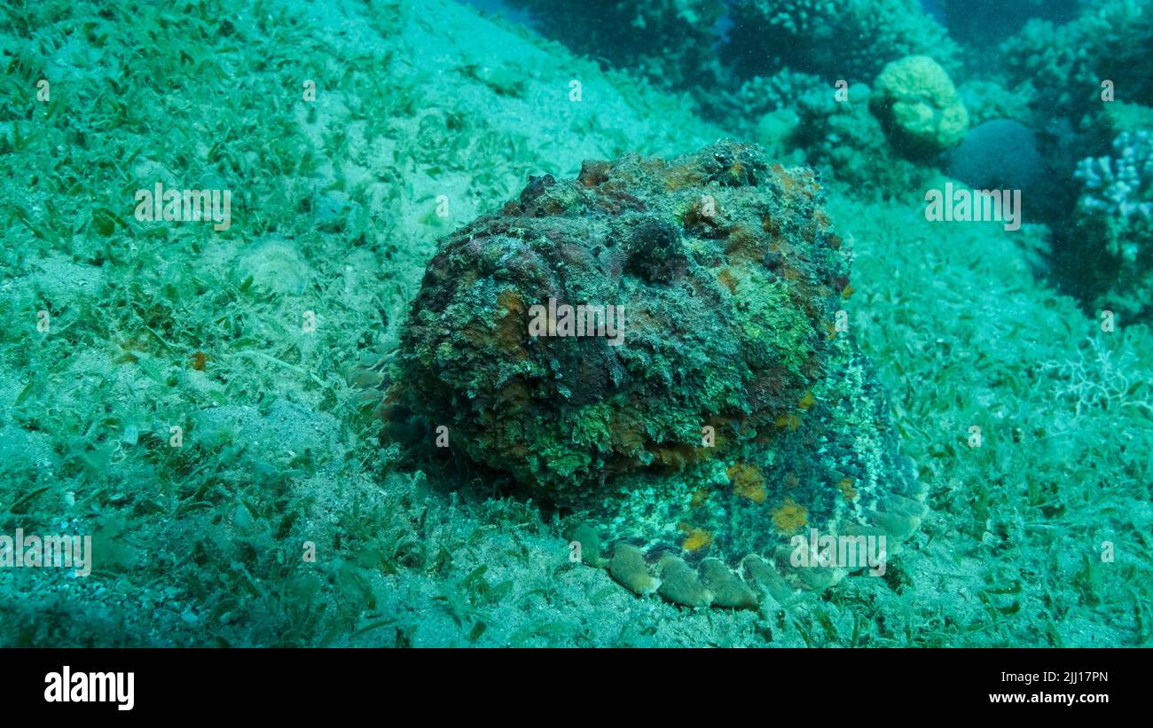 Close-up of the Stonefish lies on sandy bottom covered with green ...
