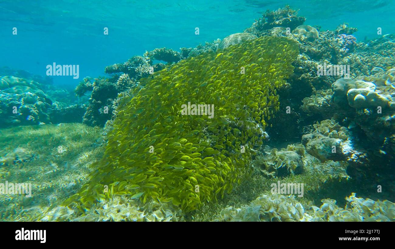 Massive school of juvenile Rabbitfish in shallow water swims over coral ...