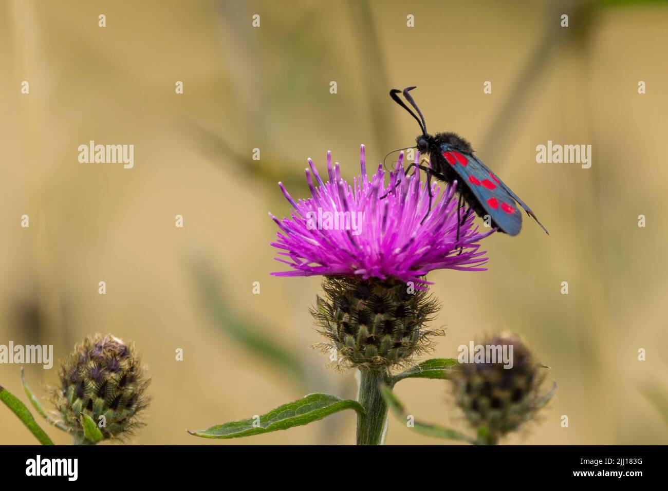 Six spot burnet moth (Zygaena filipendulae) on a common knapweed purple ...