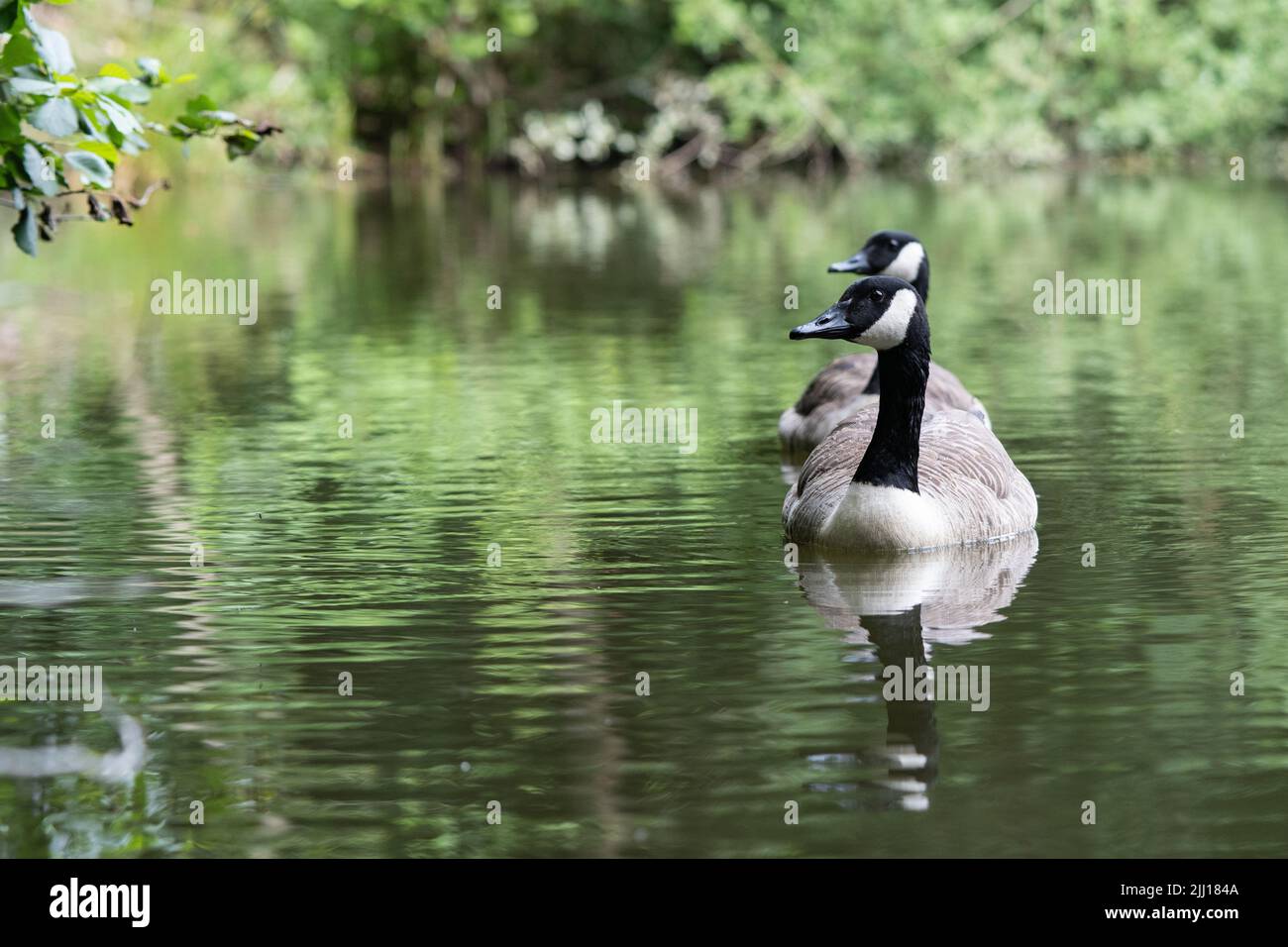 The Canada geese floating in a lake Stock Photo - Alamy