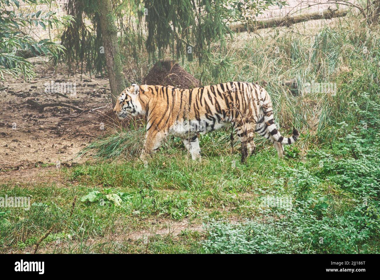 Siberian tiger. Elegant big cat. endangered predator. white,black ...