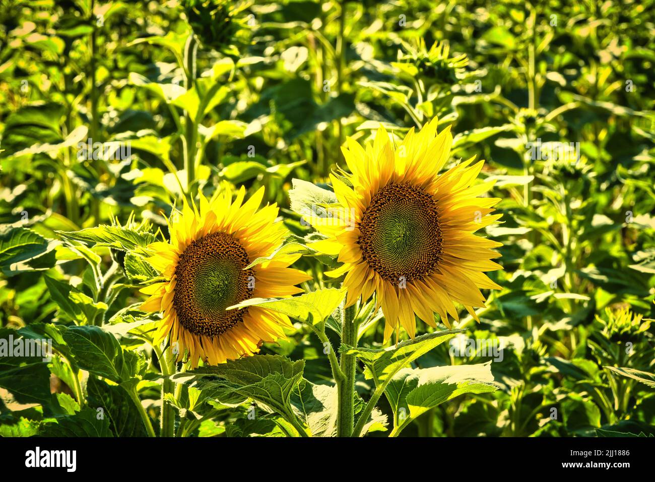Sunflower shown individually on a sunflower field. Round yellow flower ...