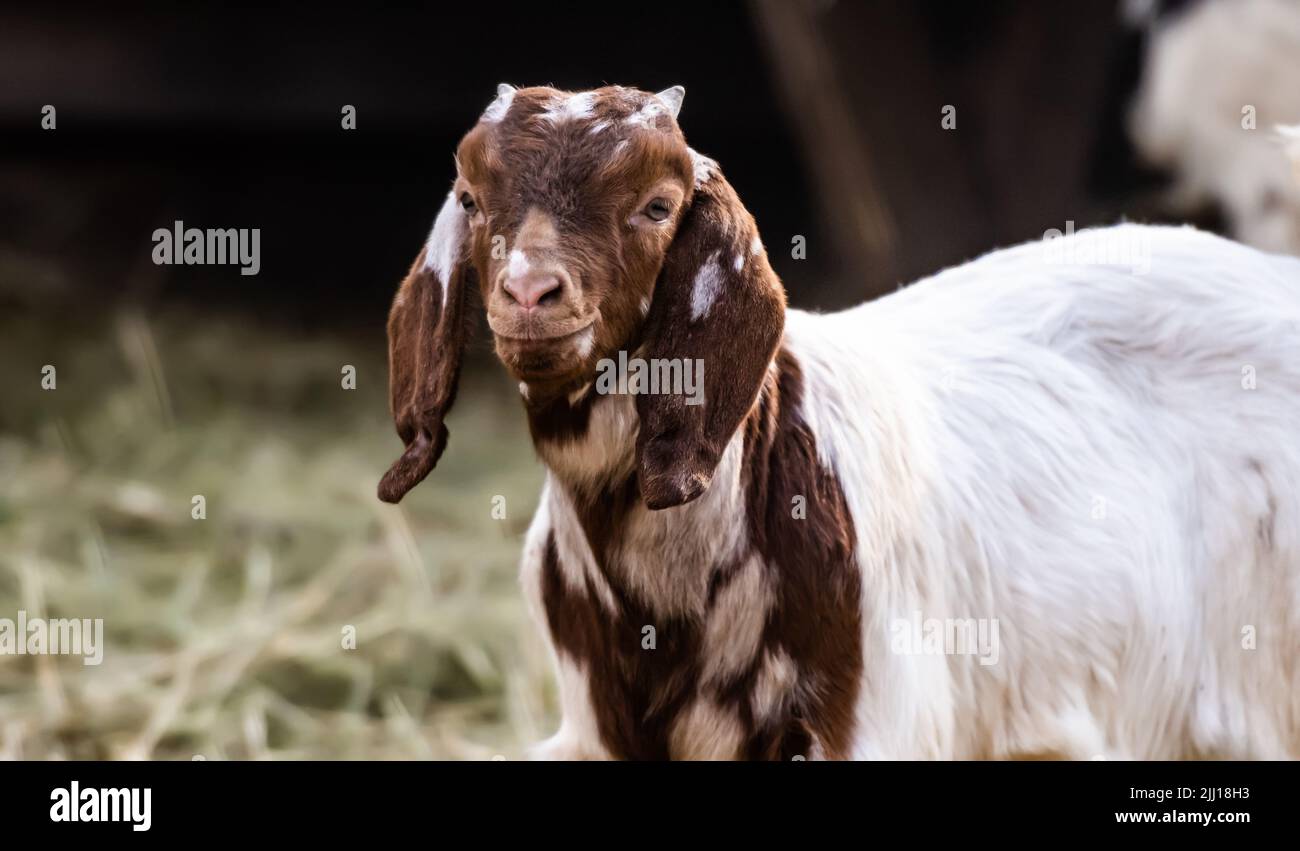 Buer goat on the nature Stock Photo - Alamy