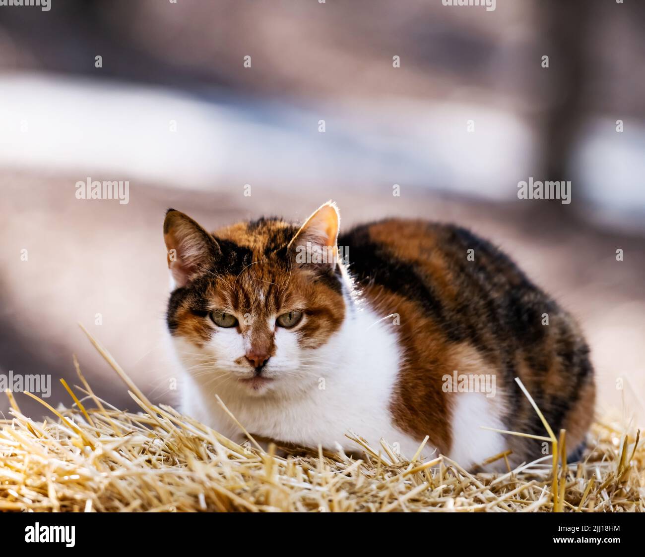 Three colors cat lying on hay Stock Photo - Alamy
