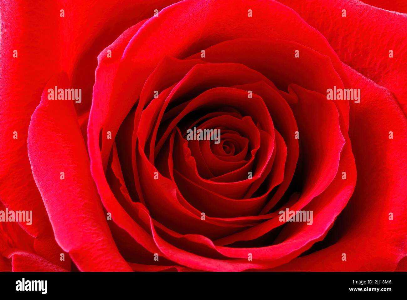 Detail of red rose flower petals, texture. closeup Stock Photo - Alamy
