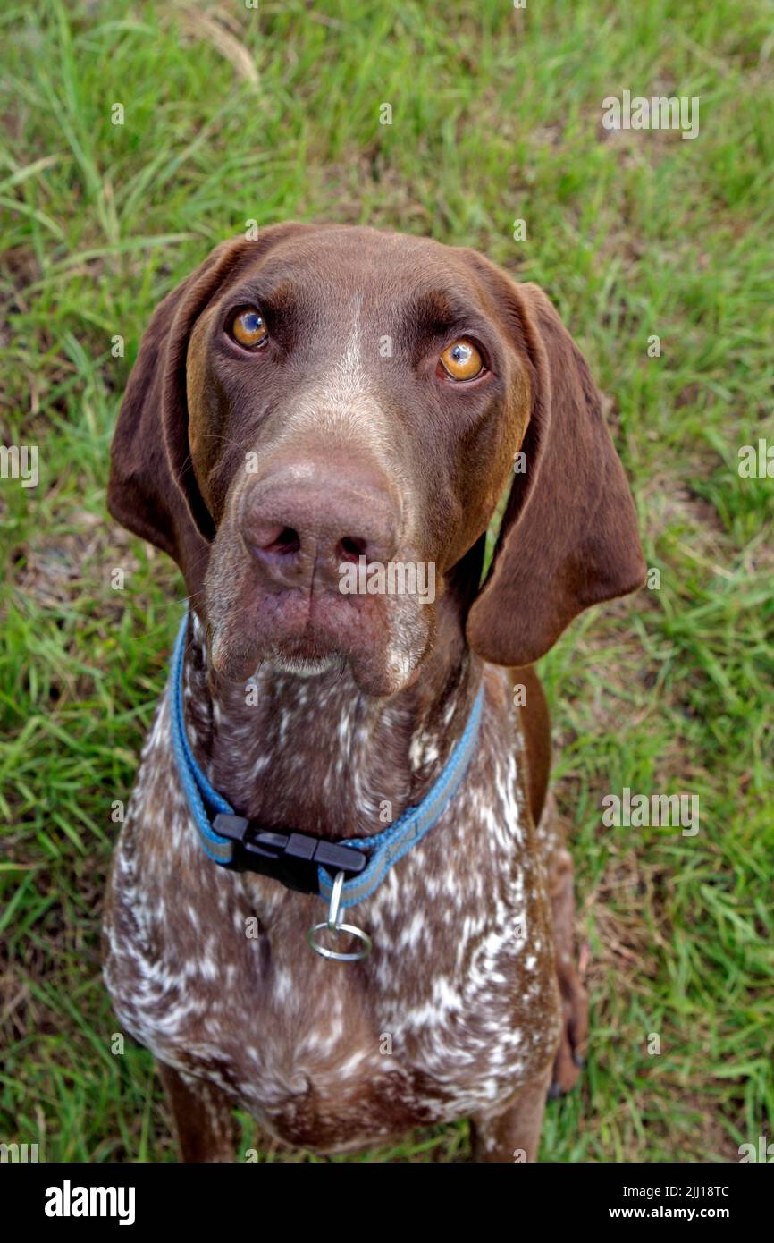 Close up of German Shorthair Pointer, sitting, looking up Stock Photo ...