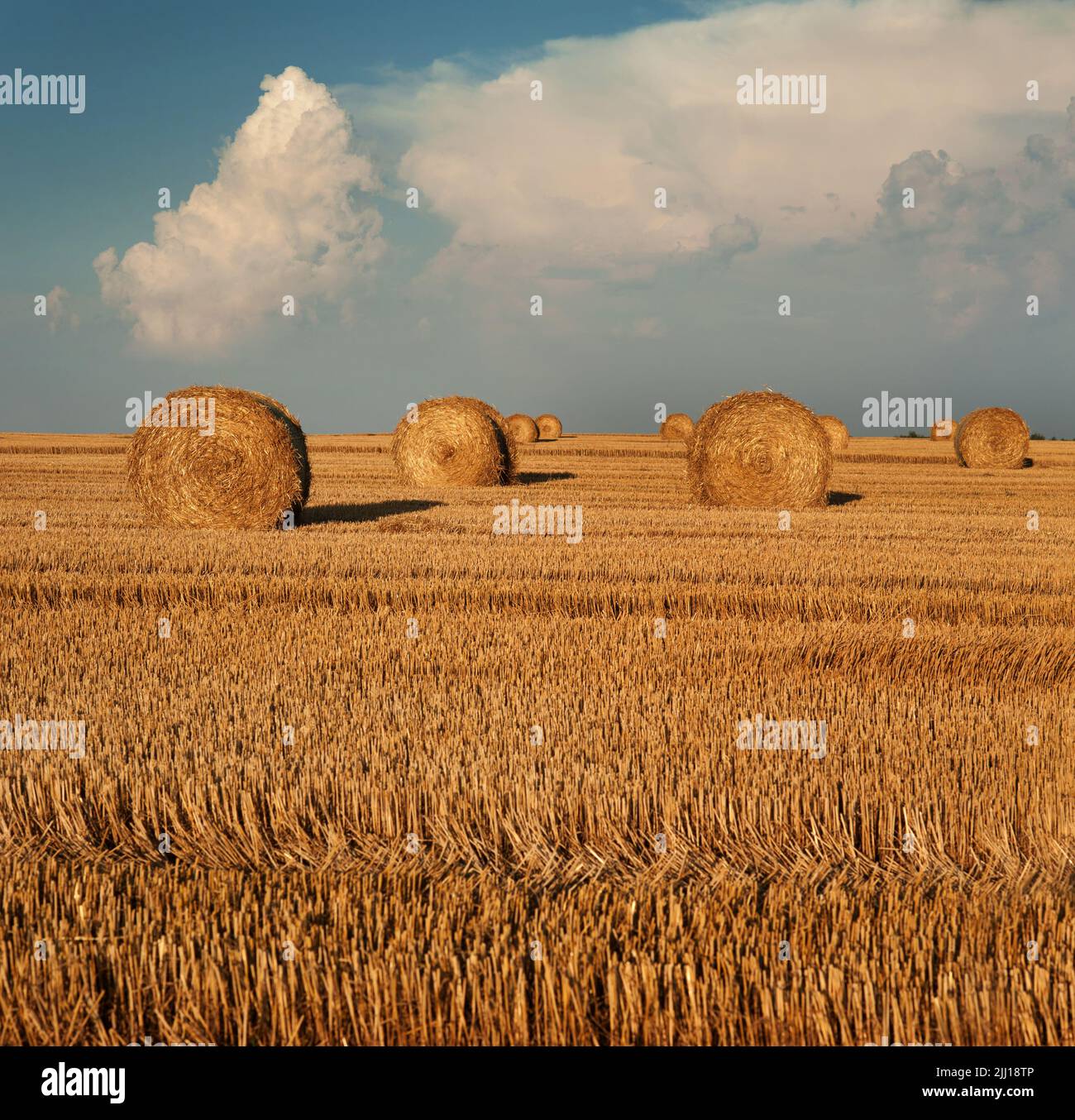 straw in bales roll and stubble in the field, harvesting in agriculture ...