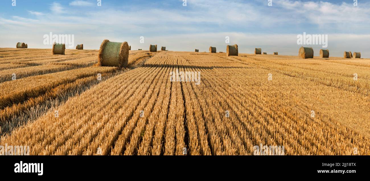 Round bales of straw on stubble field after grain harvest hi-res stock ...