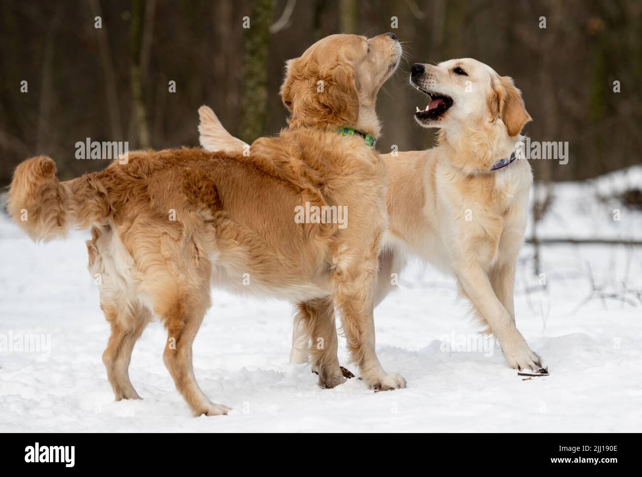 Two golden retriever dogs outdoor Stock Photo - Alamy