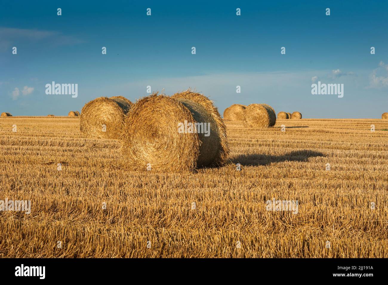 straw in bales roll and stubble in the field, harvesting in agriculture ...