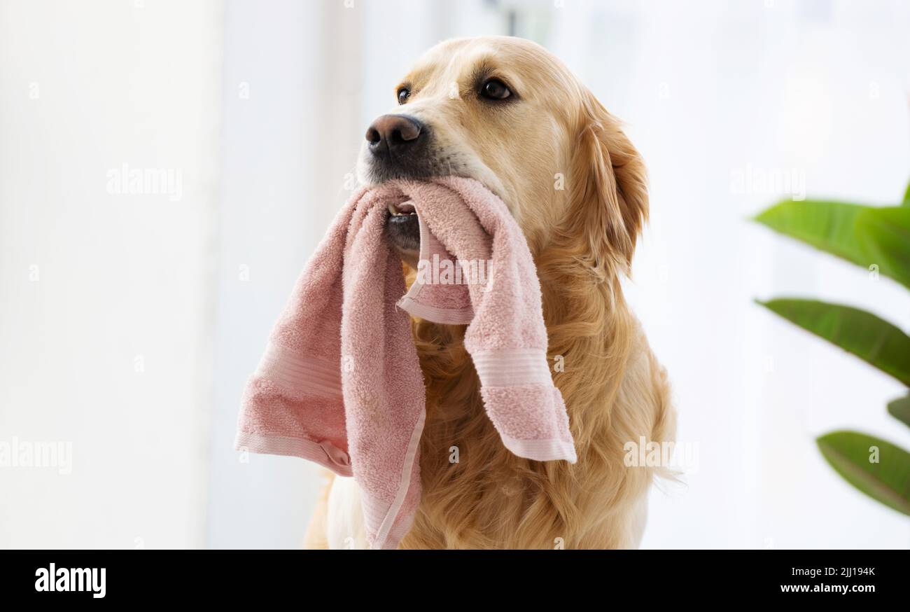 Golden retriever dog indoors hi-res stock photography and images - Alamy