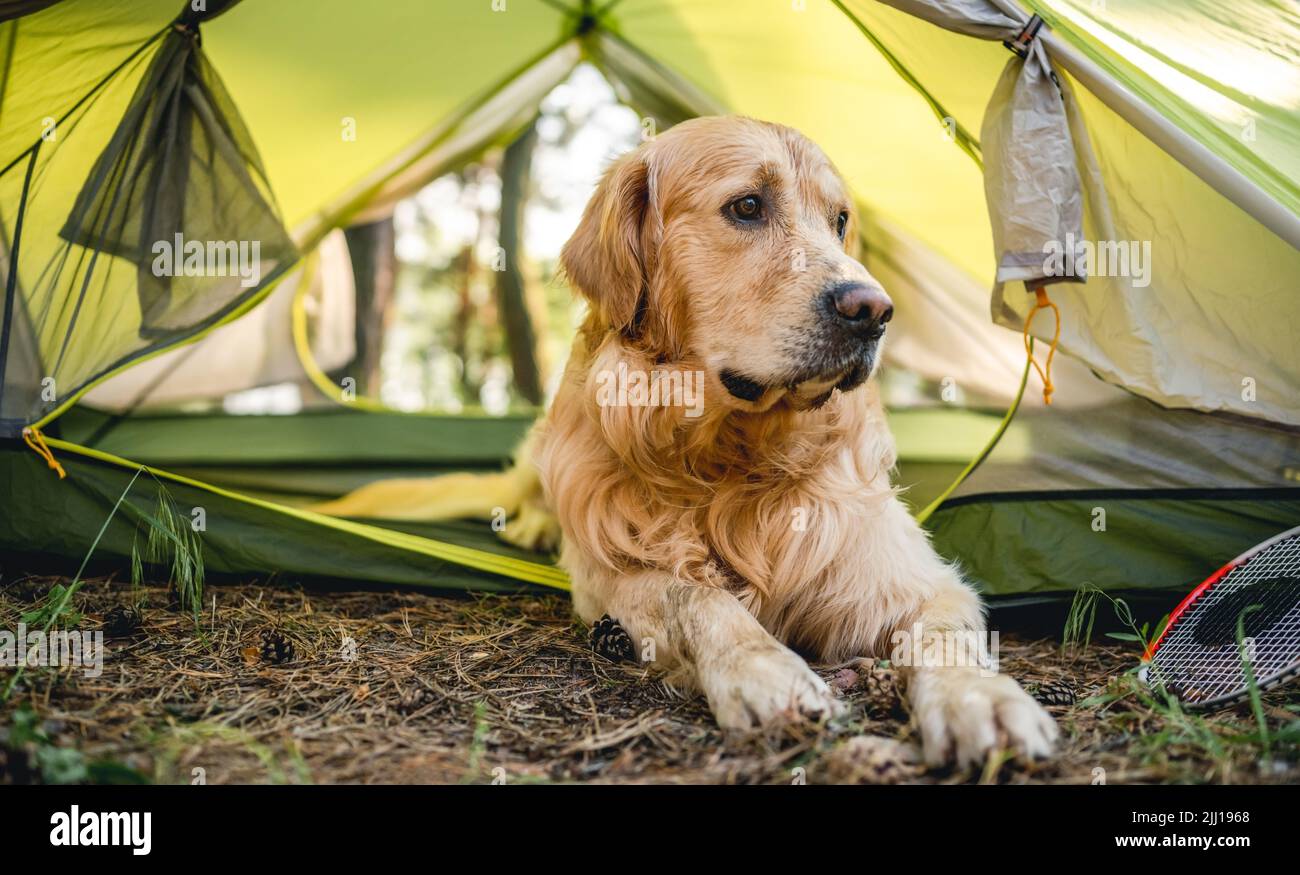 Golden retriever dog with tent Stock Photo - Alamy