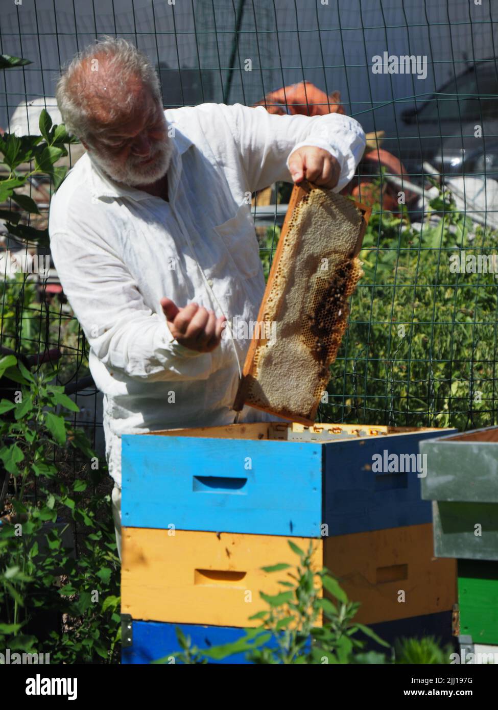 Master bee keeper pulls out a frame with honey from the beehive in the ...