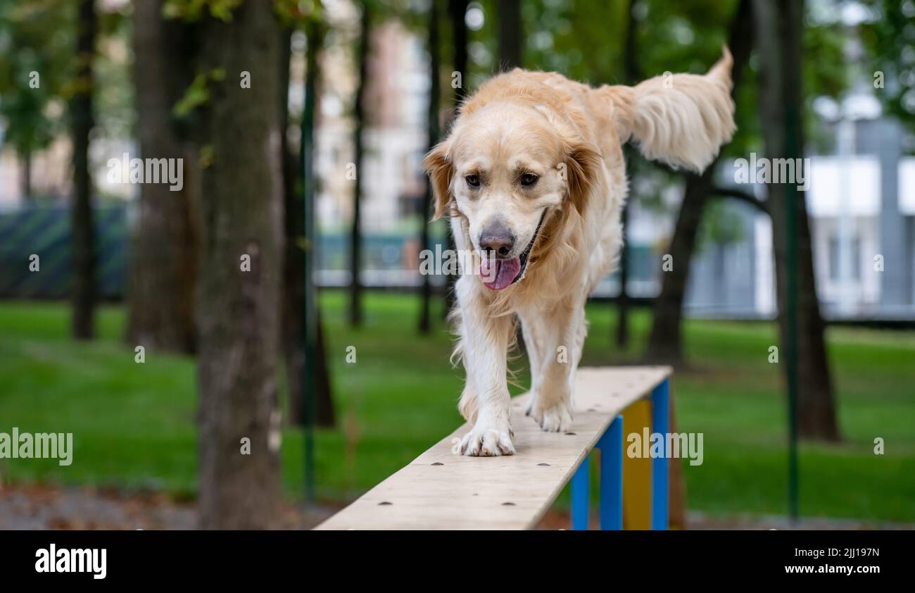 Golden retriever dog training Stock Photo - Alamy