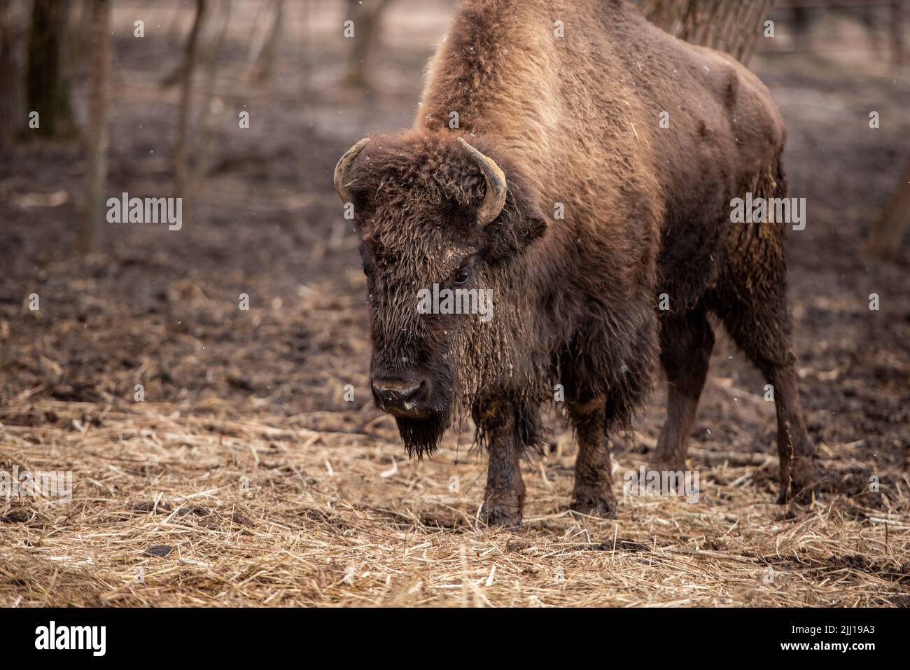 Buffalo on the nature Stock Photo - Alamy