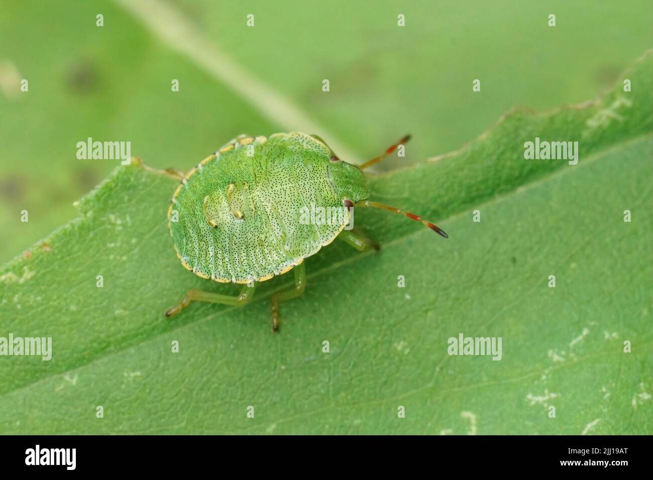 Closeup on the Common green shieldbug, Palomena prasina sitting on a ...