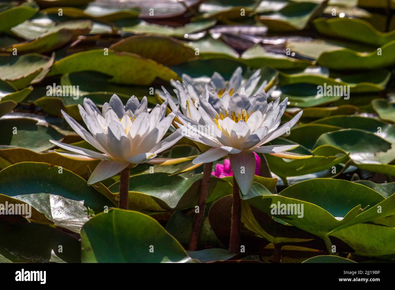 White Lily blooms on the pond. Beautiful water lilies of white color ...