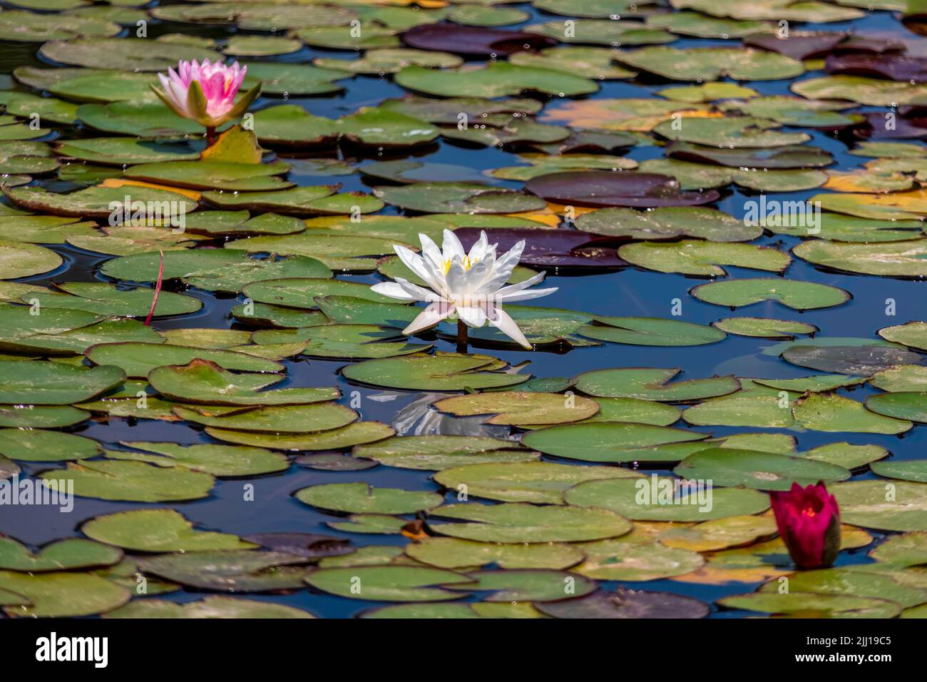 White Lily blooms on the pond. Beautiful water lilies of white color ...
