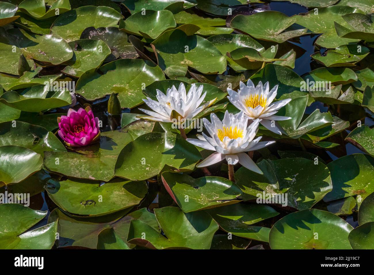White Lily blooms on the pond. Beautiful water lilies of white color ...
