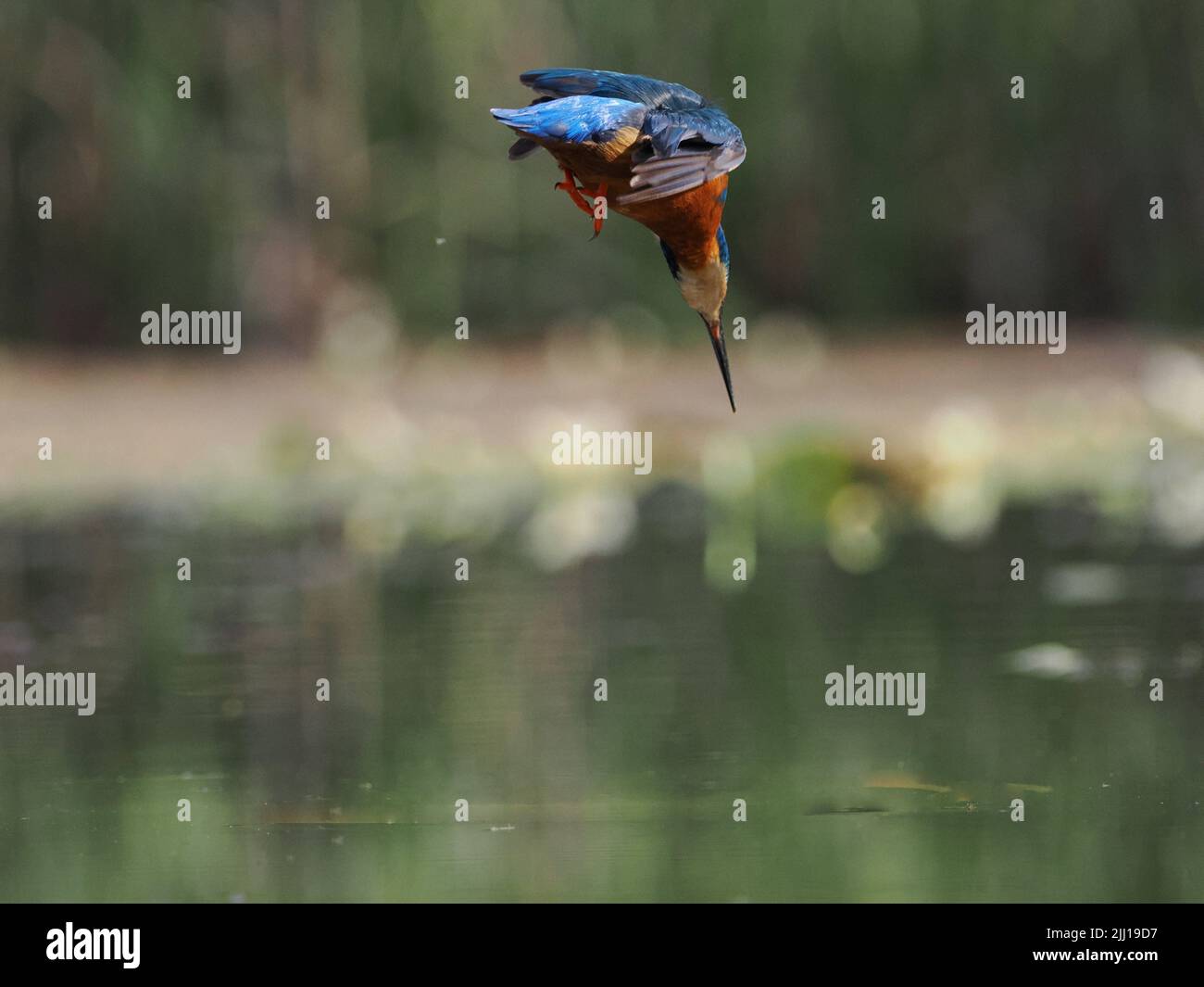 The kingfisher goes for the dive. UK: THESE BEAUTIFUL images mark a ...