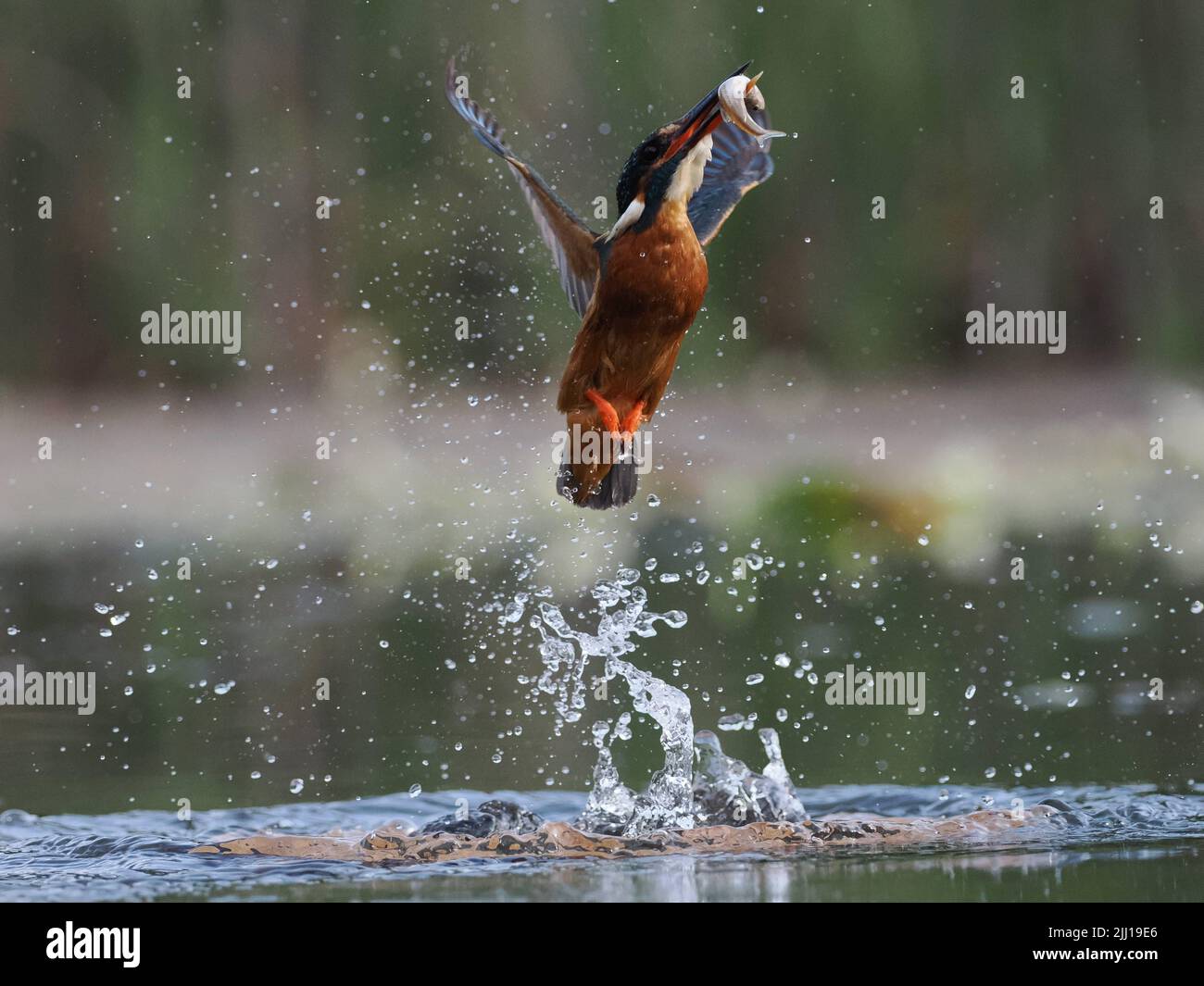 Water trickles off the successful kingfisher. UK: THESE BEAUTIFUL ...