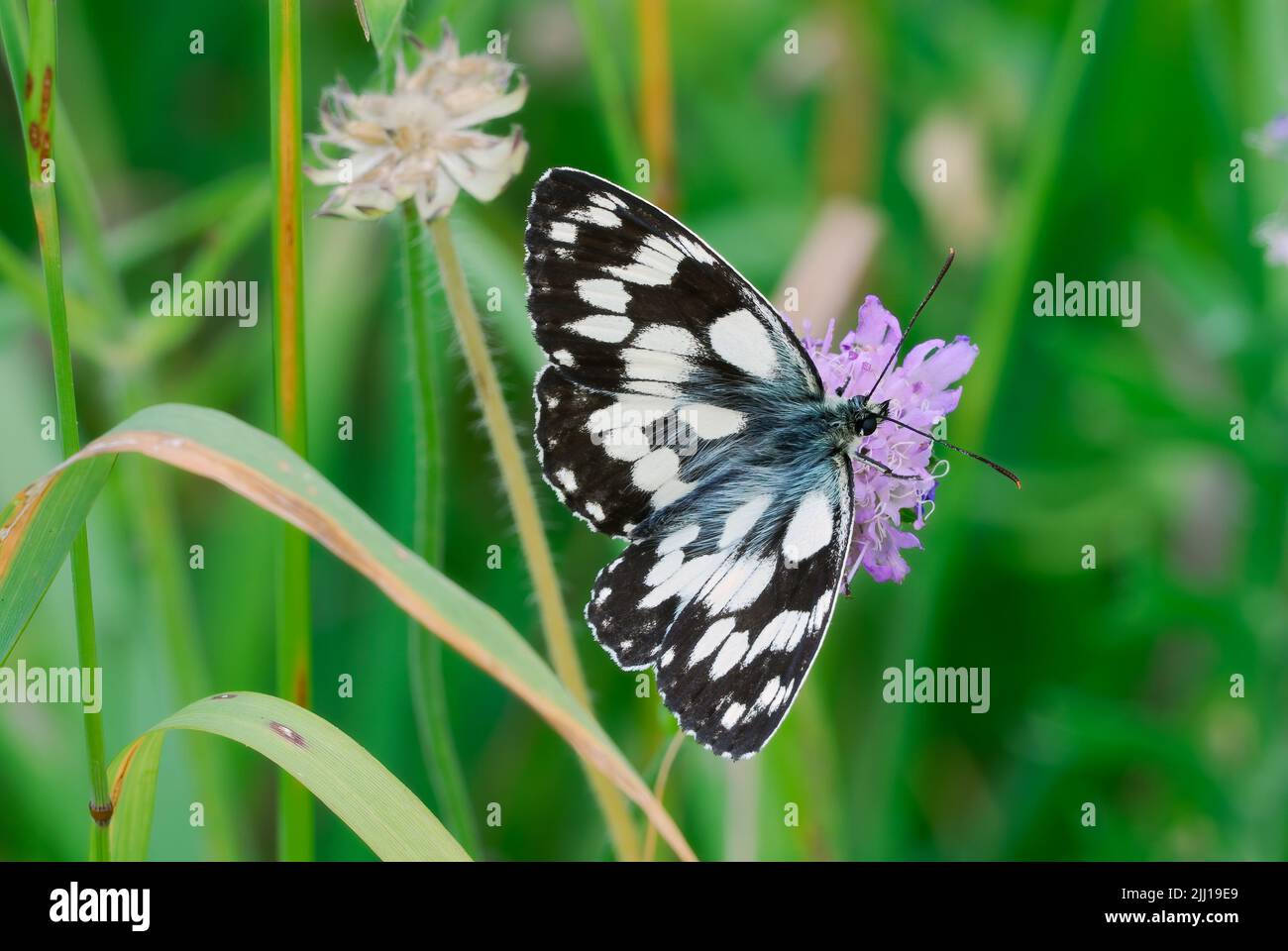 Marbled white butterfly male sitting on a purple flower in a meadow ...