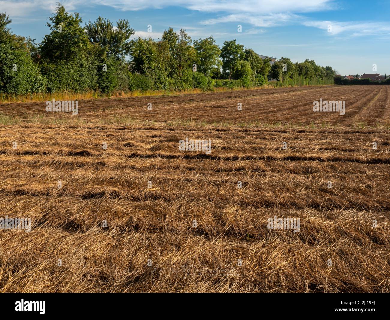 Suchy len hi-res stock photography and images - Alamy