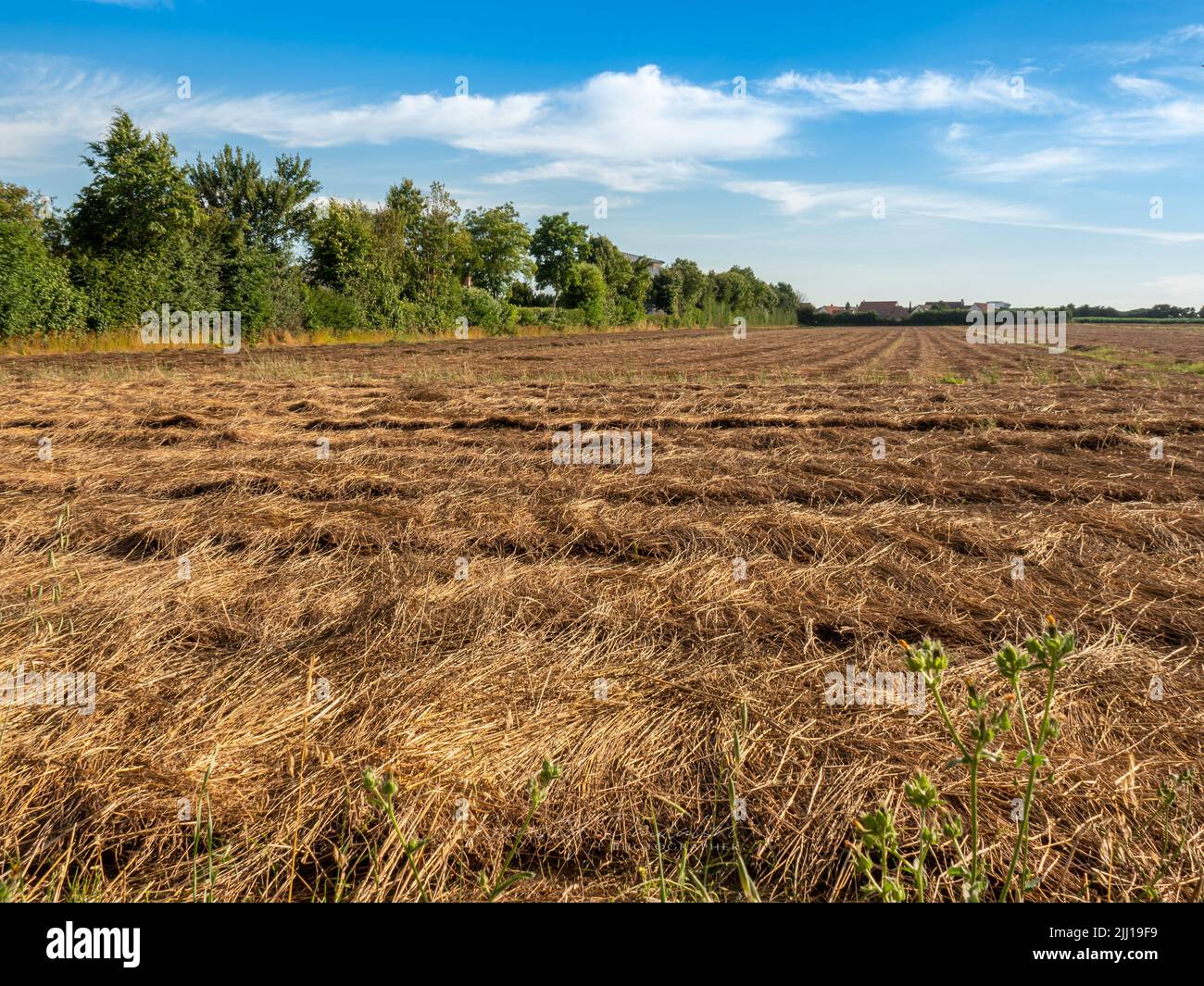 field of flax - dry, cut flax prepared for harvest, a plant from which ...