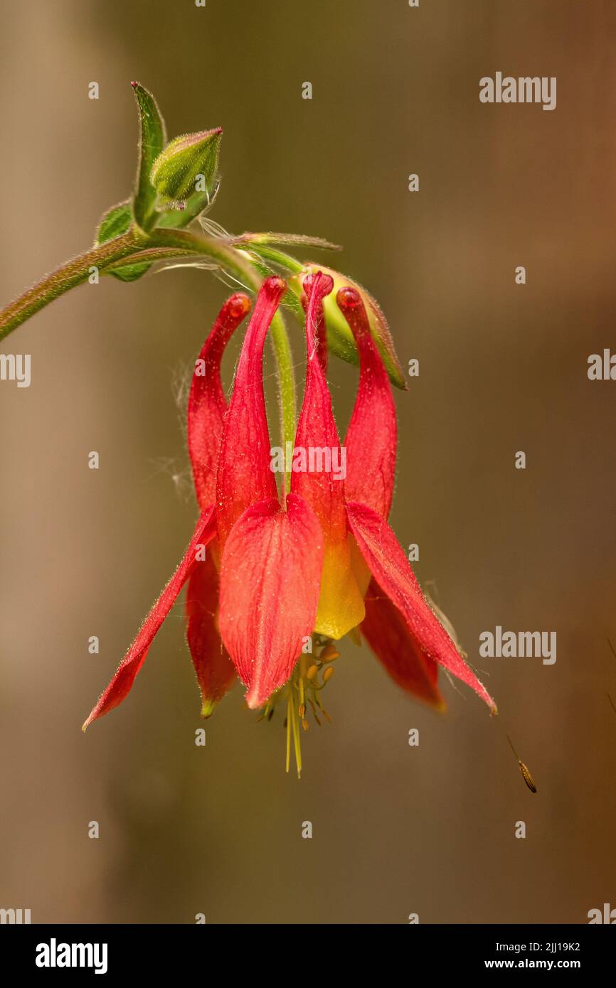 Columbine flower pollinator hi-res stock photography and images - Alamy