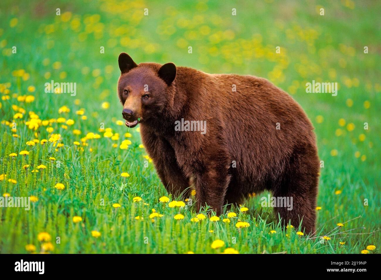Black Bear cinnamon phase feeding in spring meadow of yellow flowers ...