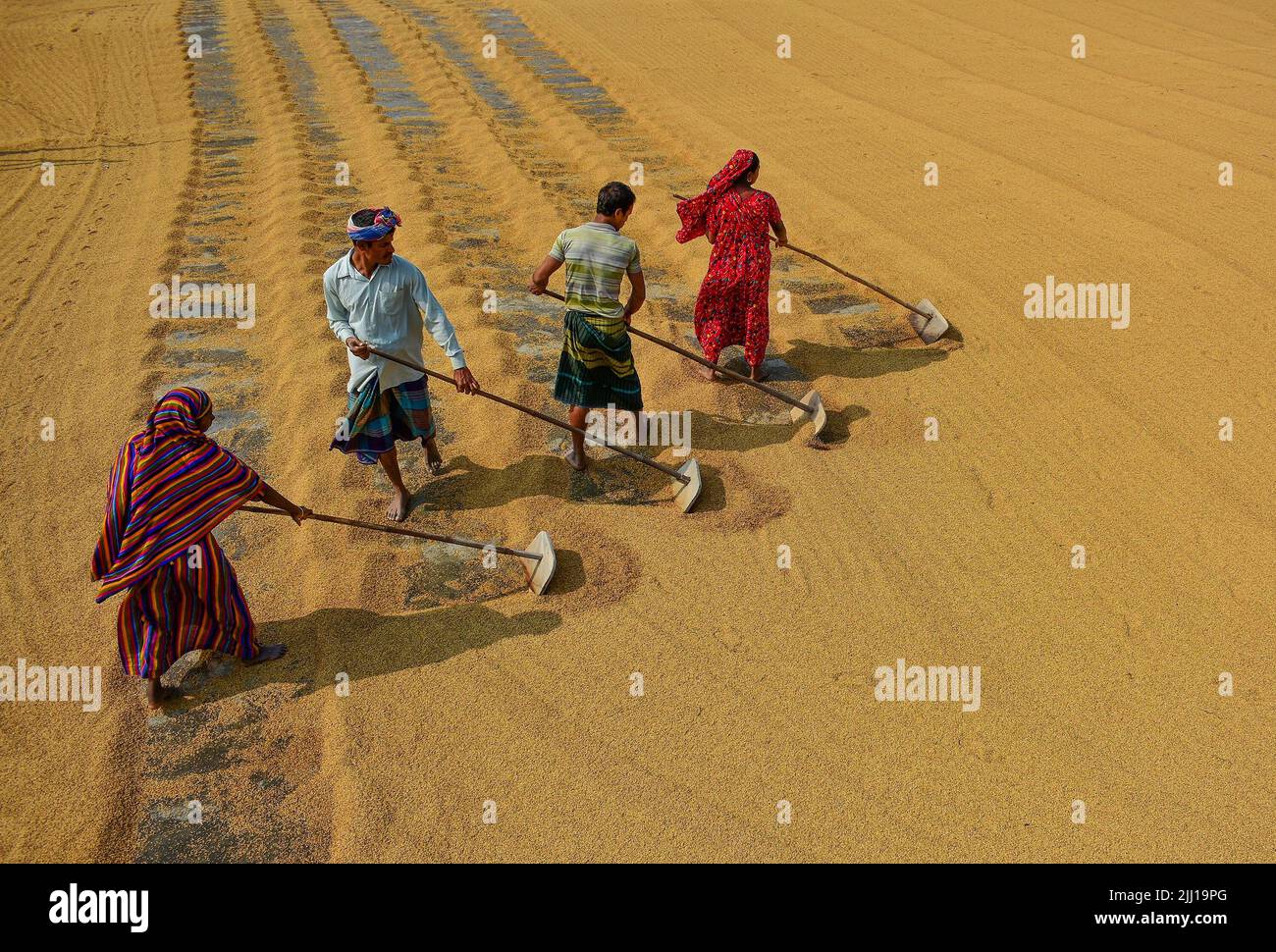 Workers drying paddy or rice grains on concrete and husking rice in ...