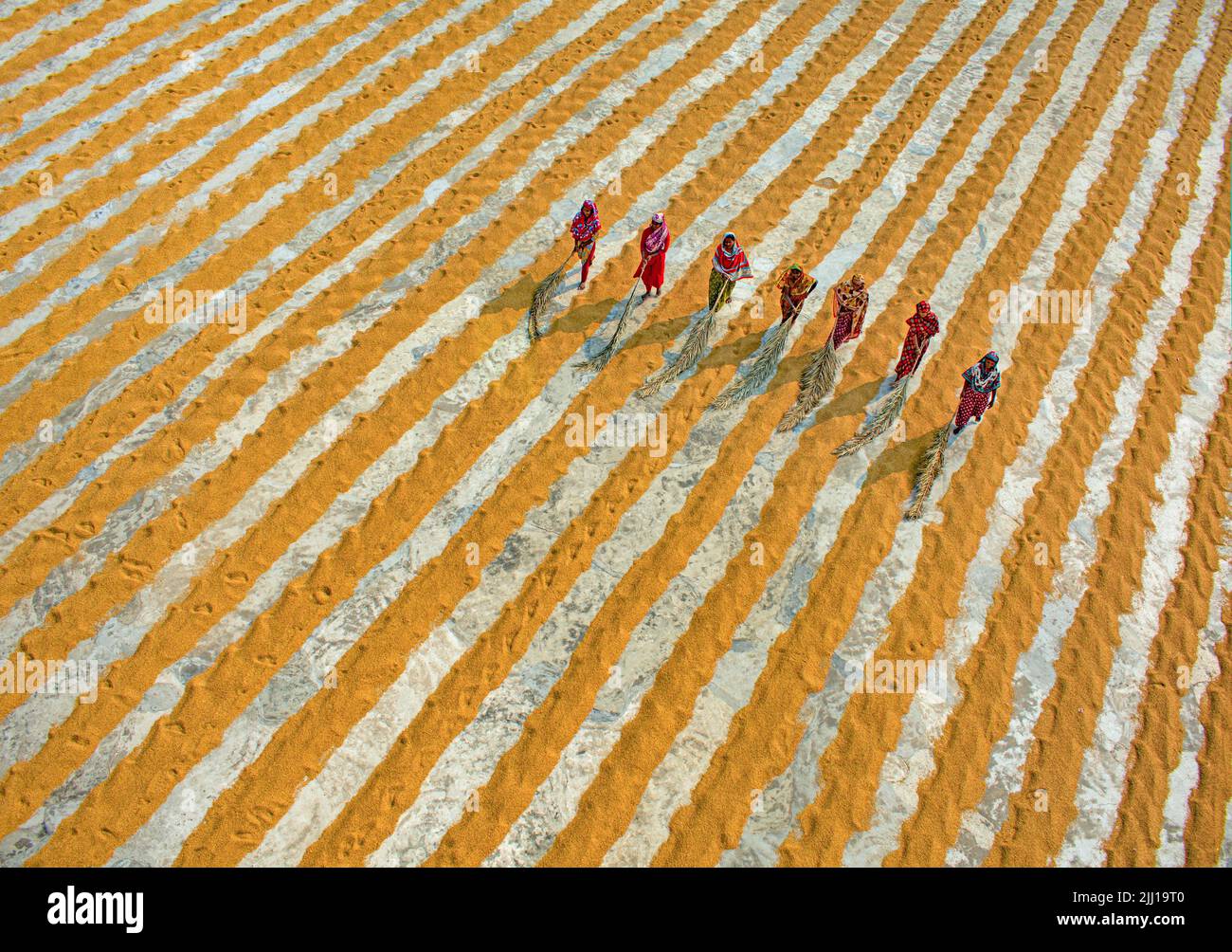 Workers drying paddy or rice grains on concrete and husking rice in ...