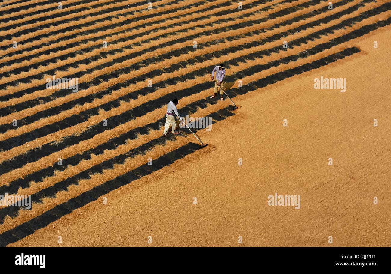 Workers drying paddy or rice grains on concrete and husking rice in ...