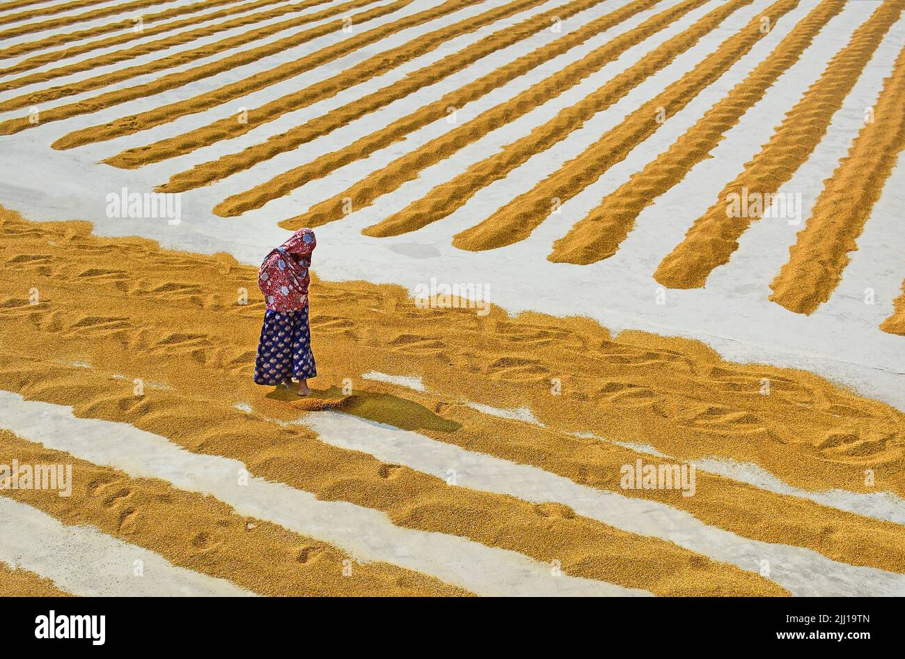 Paddy drying hi-res stock photography and images - Alamy