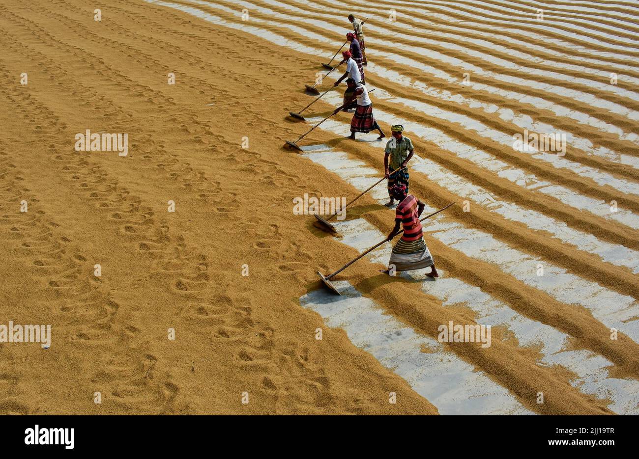 Workers drying paddy or rice grains on concrete and husking rice in ...
