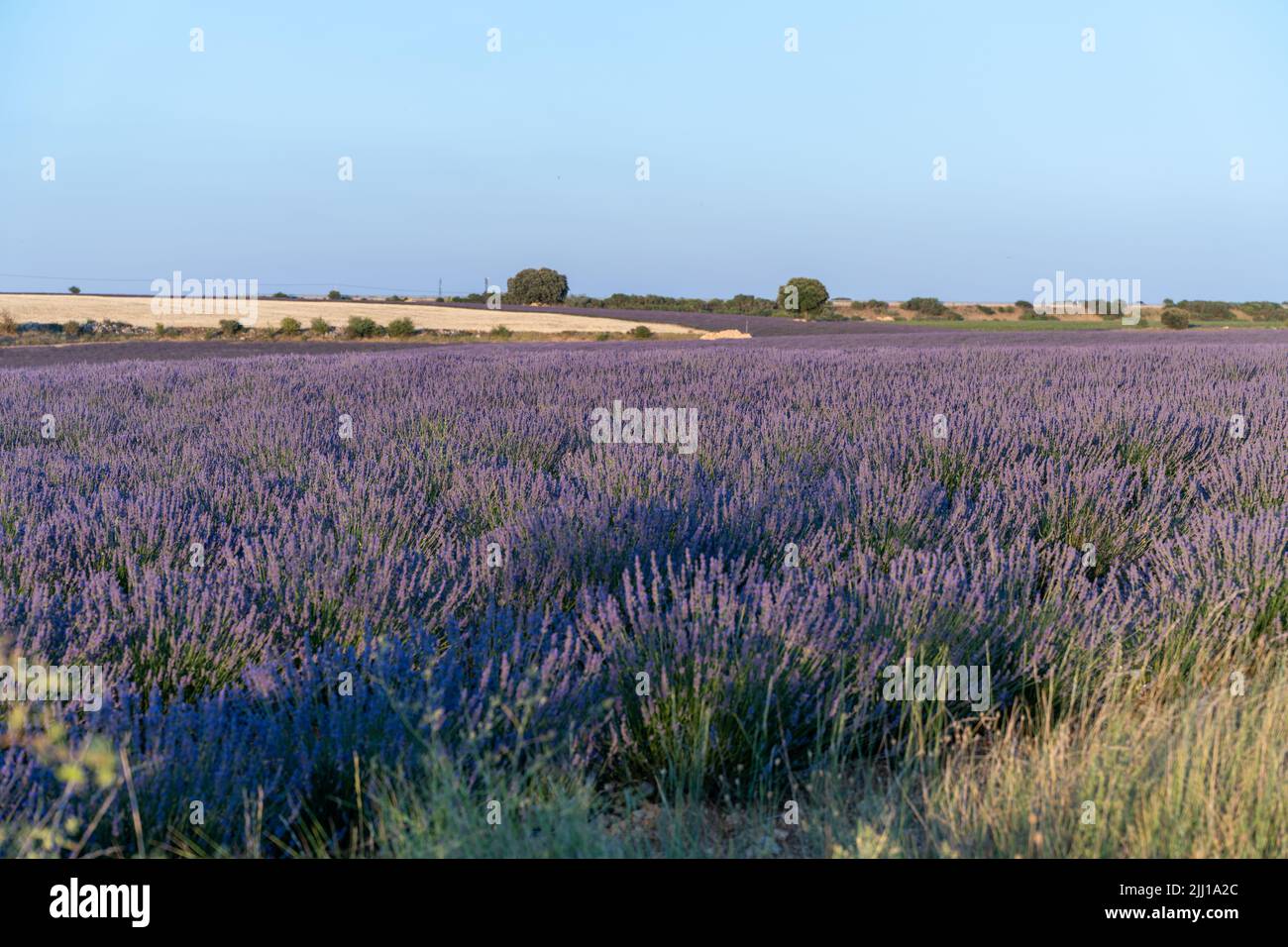 Blue lavanda hi-res stock photography and images - Alamy