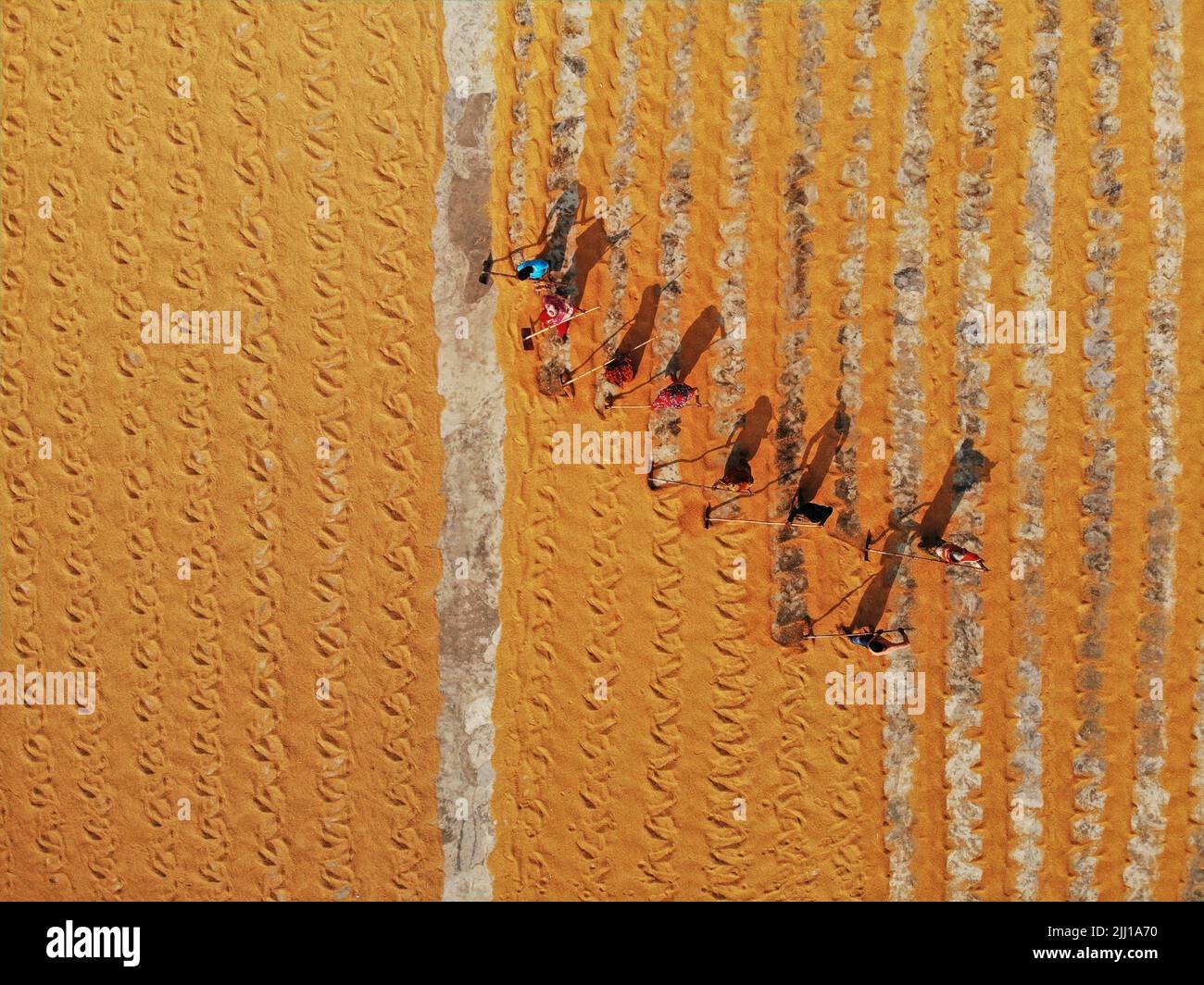 Workers drying paddy or rice grains on concrete and husking rice in ...