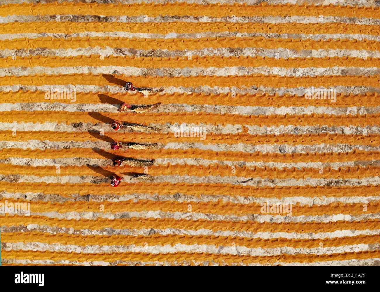 Workers drying paddy or rice grains on concrete and husking rice in ...
