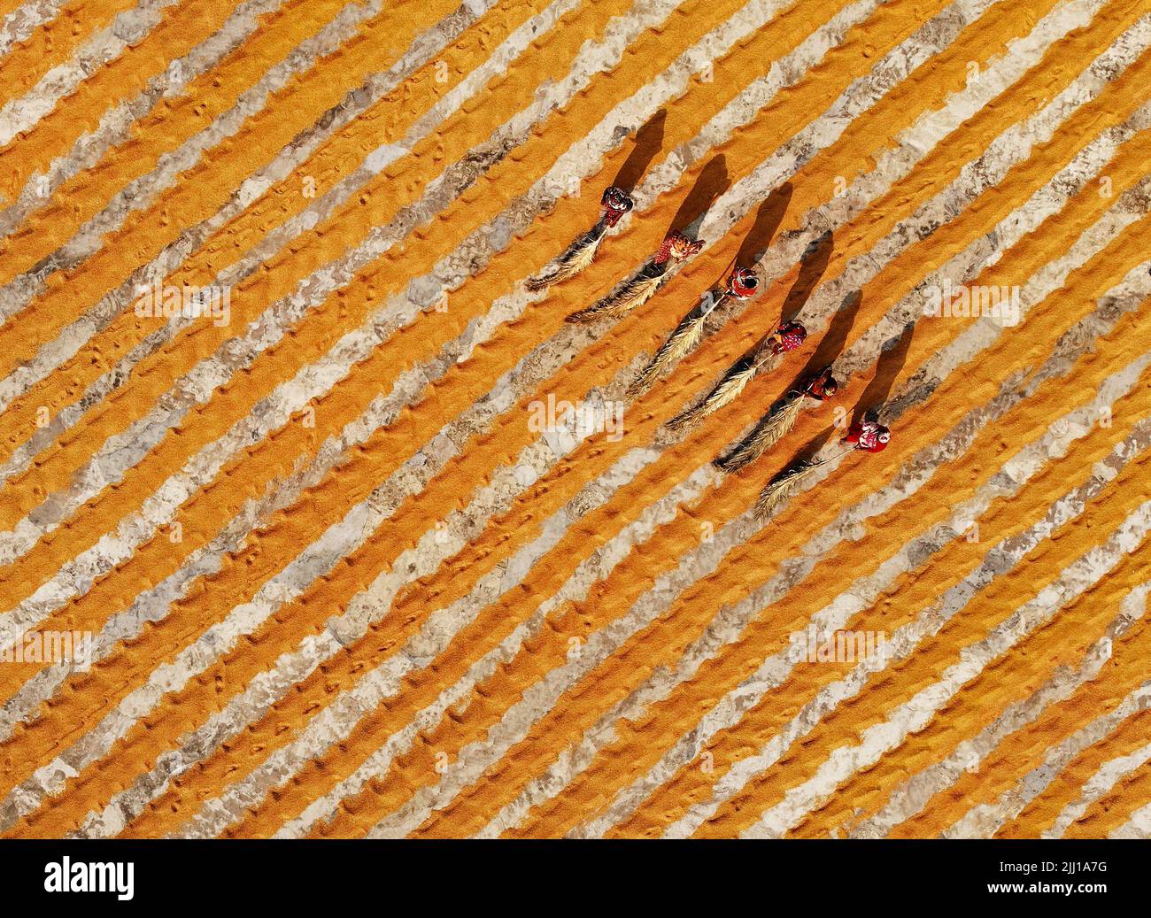 Workers drying paddy or rice grains on concrete and husking rice in ...
